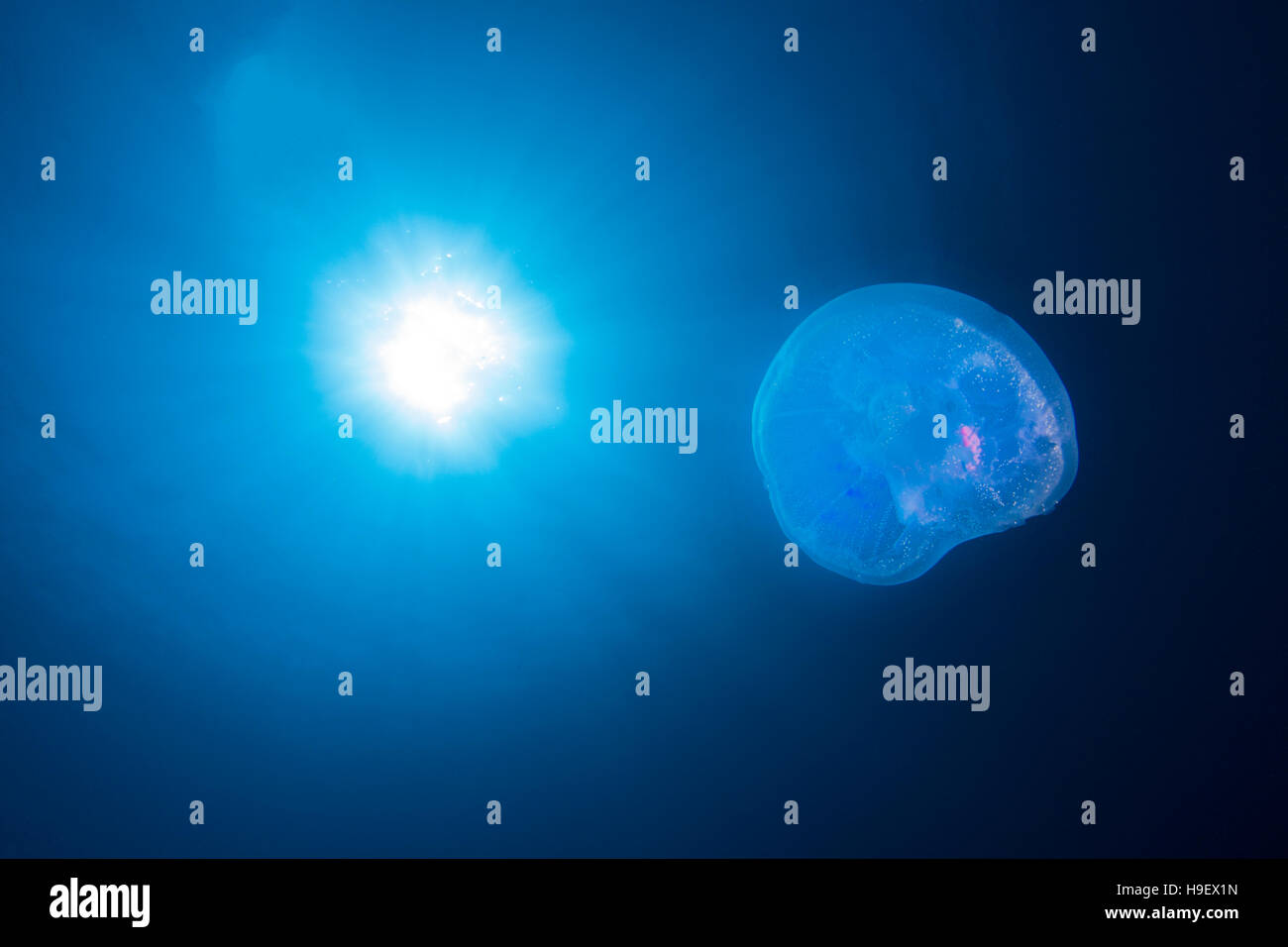 Méduse de lune (Aurelia aurita) et le soleil Photo Stock - Alamy