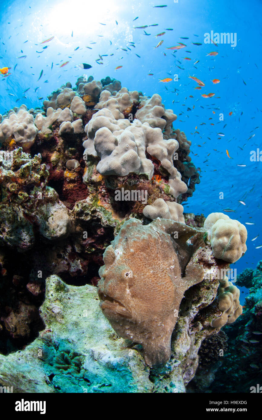 Lotte de mer Banque de photographies et d’images à haute résolution - Alamy