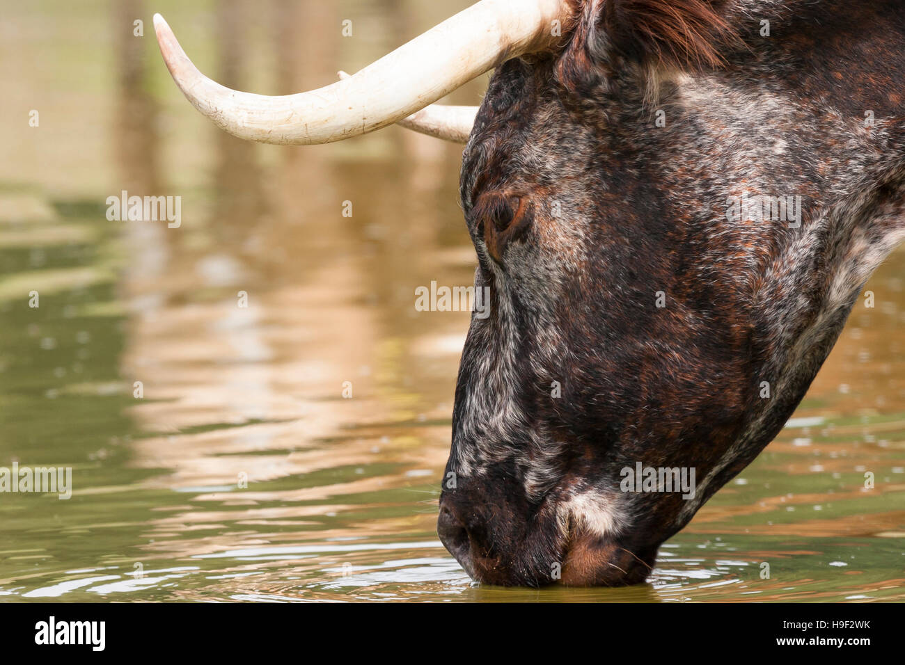 Race de vache anglaise Banque de photographies et d’images à haute ...