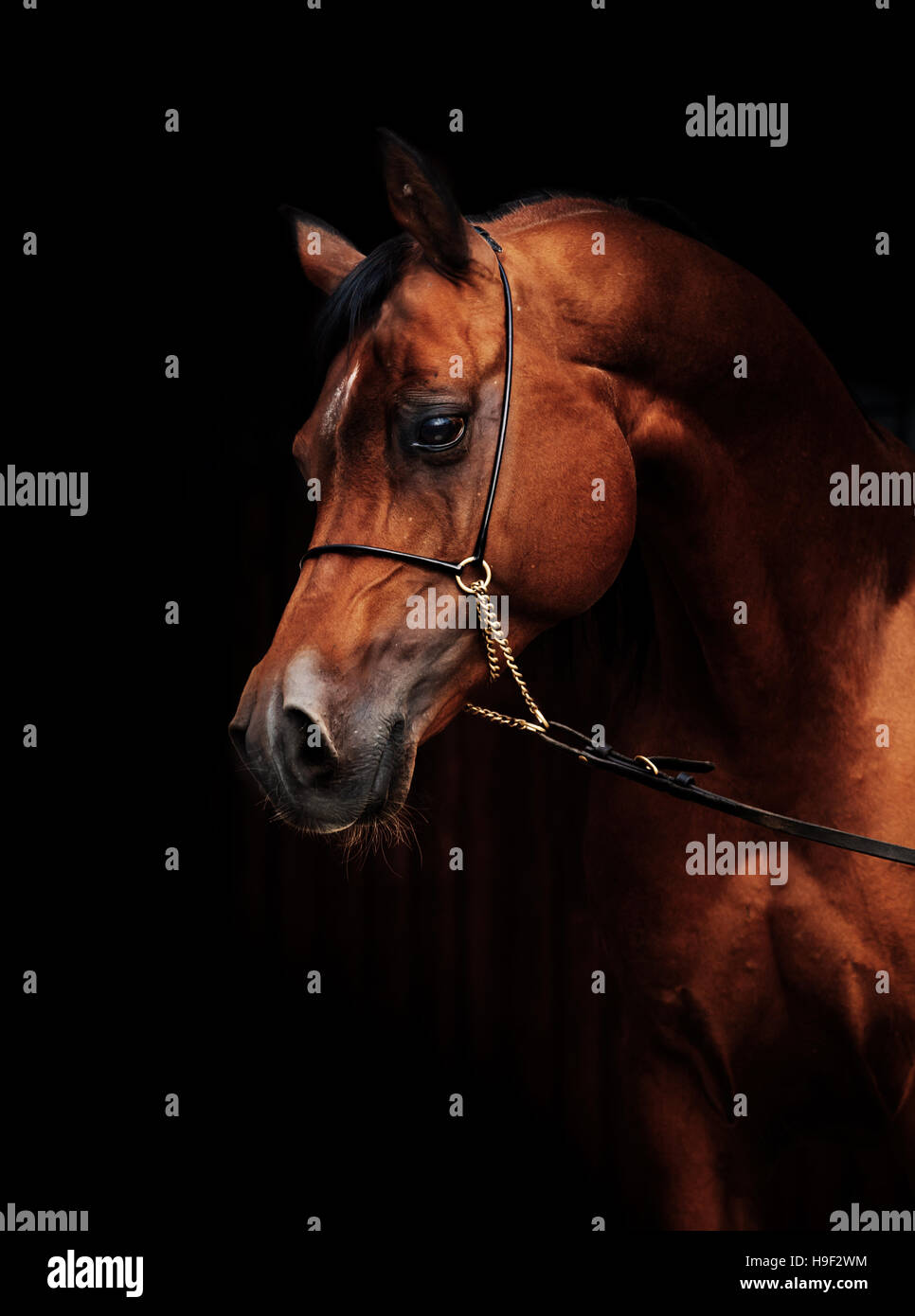 Cheval bai noir Banque de photographies et d’images à haute résolution ...