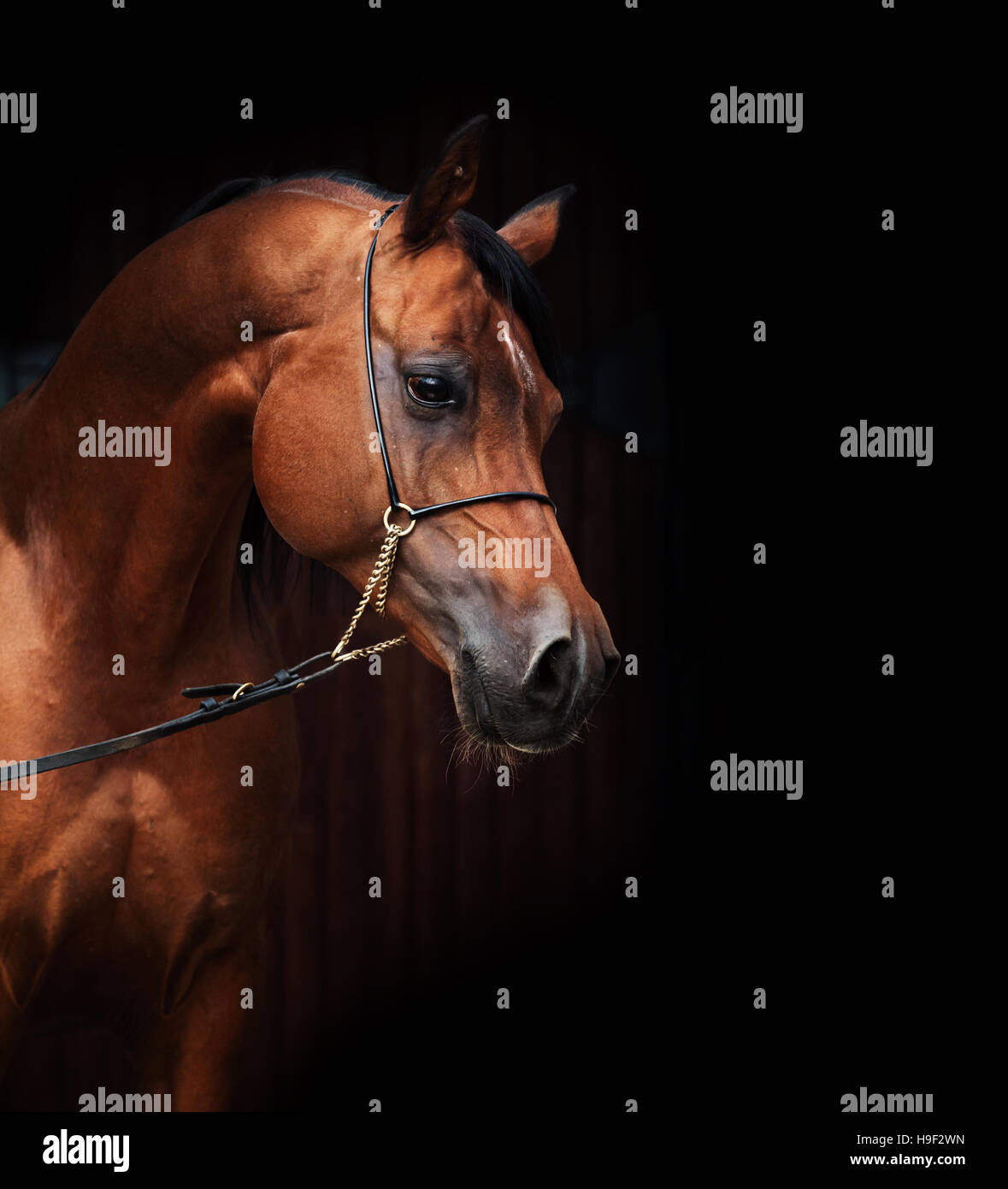 Cheval bai noir Banque de photographies et d’images à haute résolution ...