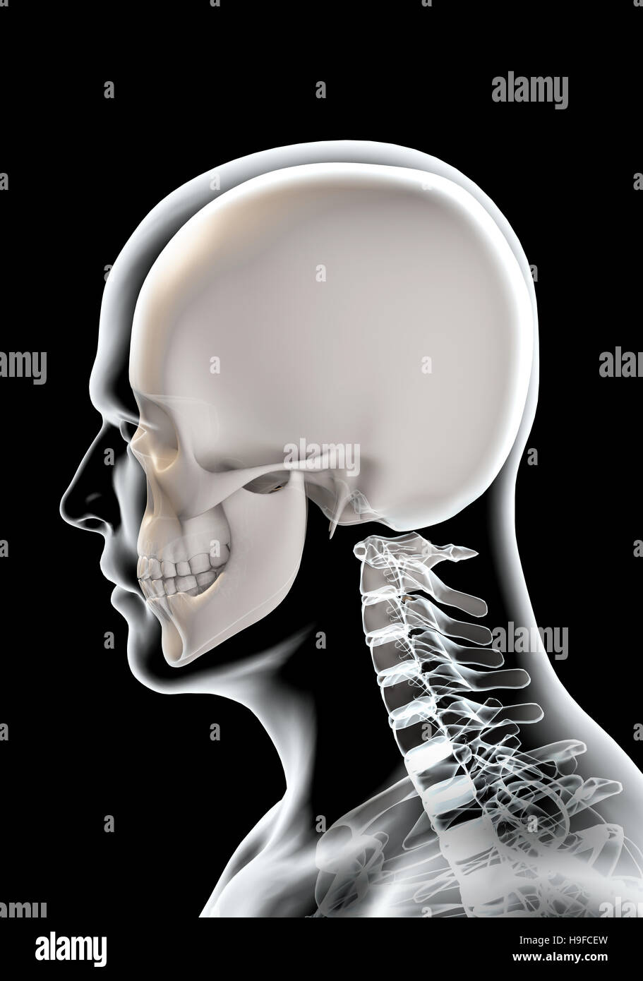 Illustration 3D de l'anatomie du crâne - partie de squelette humain ...