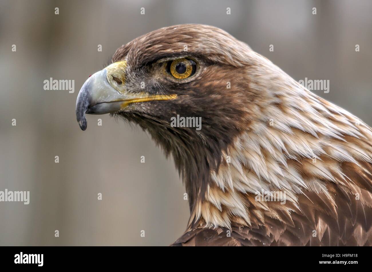Aigle royal Banque de photographies et d’images à haute résolution - Alamy