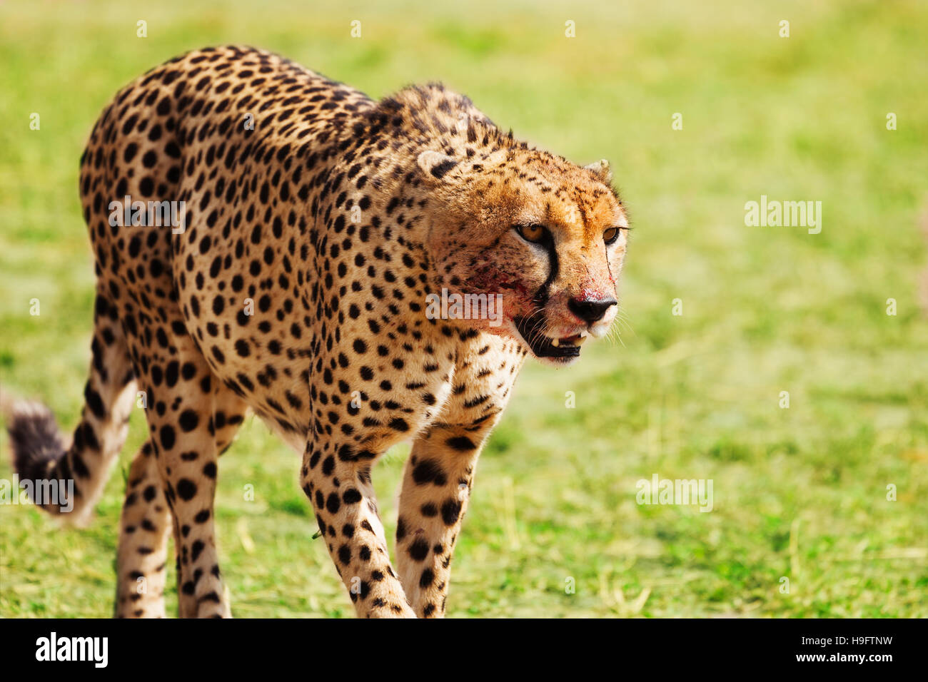 Cheetah after hunting Banque de photographies et d’images à haute ...