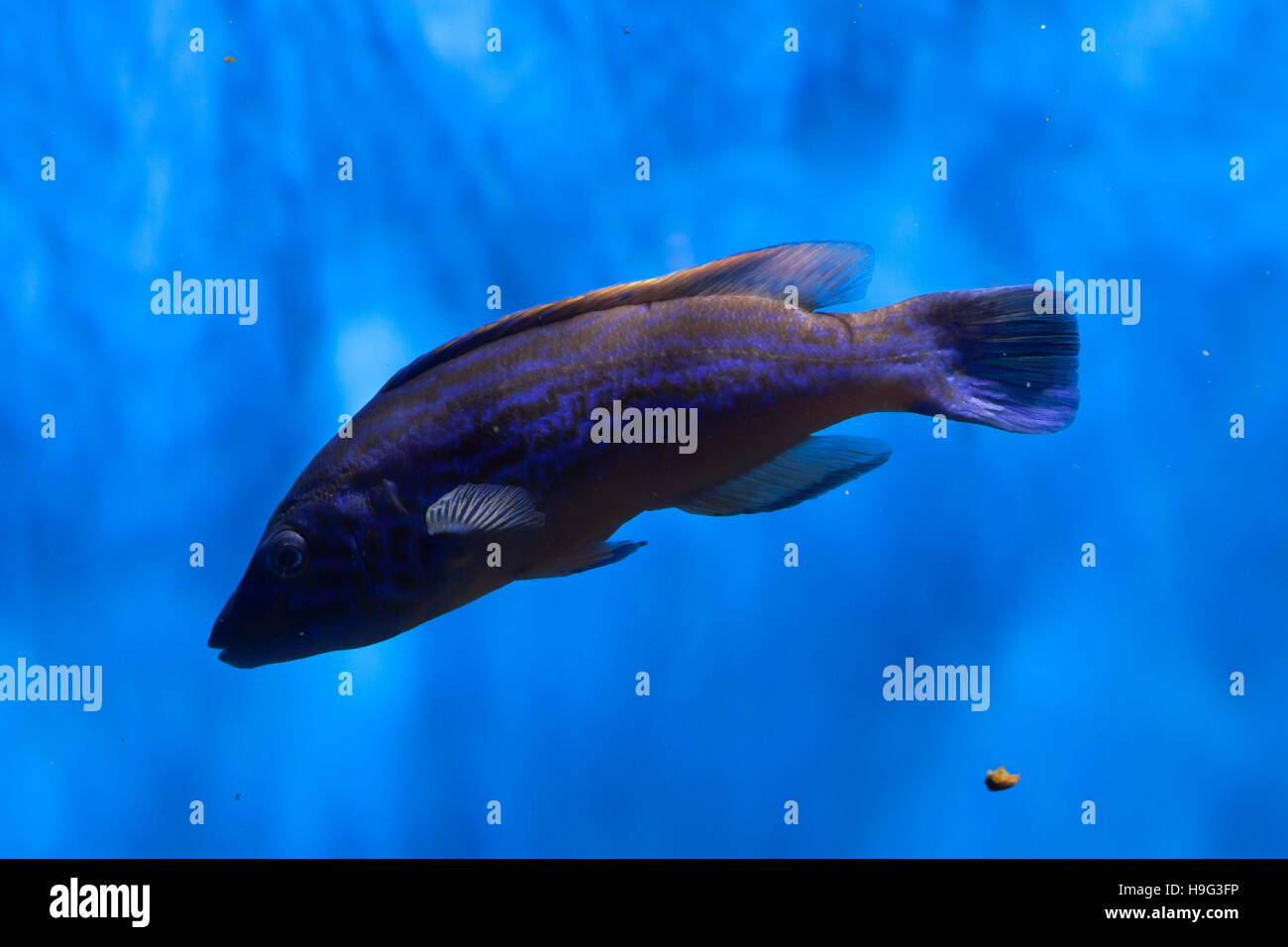 Labrus bimaculatus Banque de photographies et d’images à haute ...