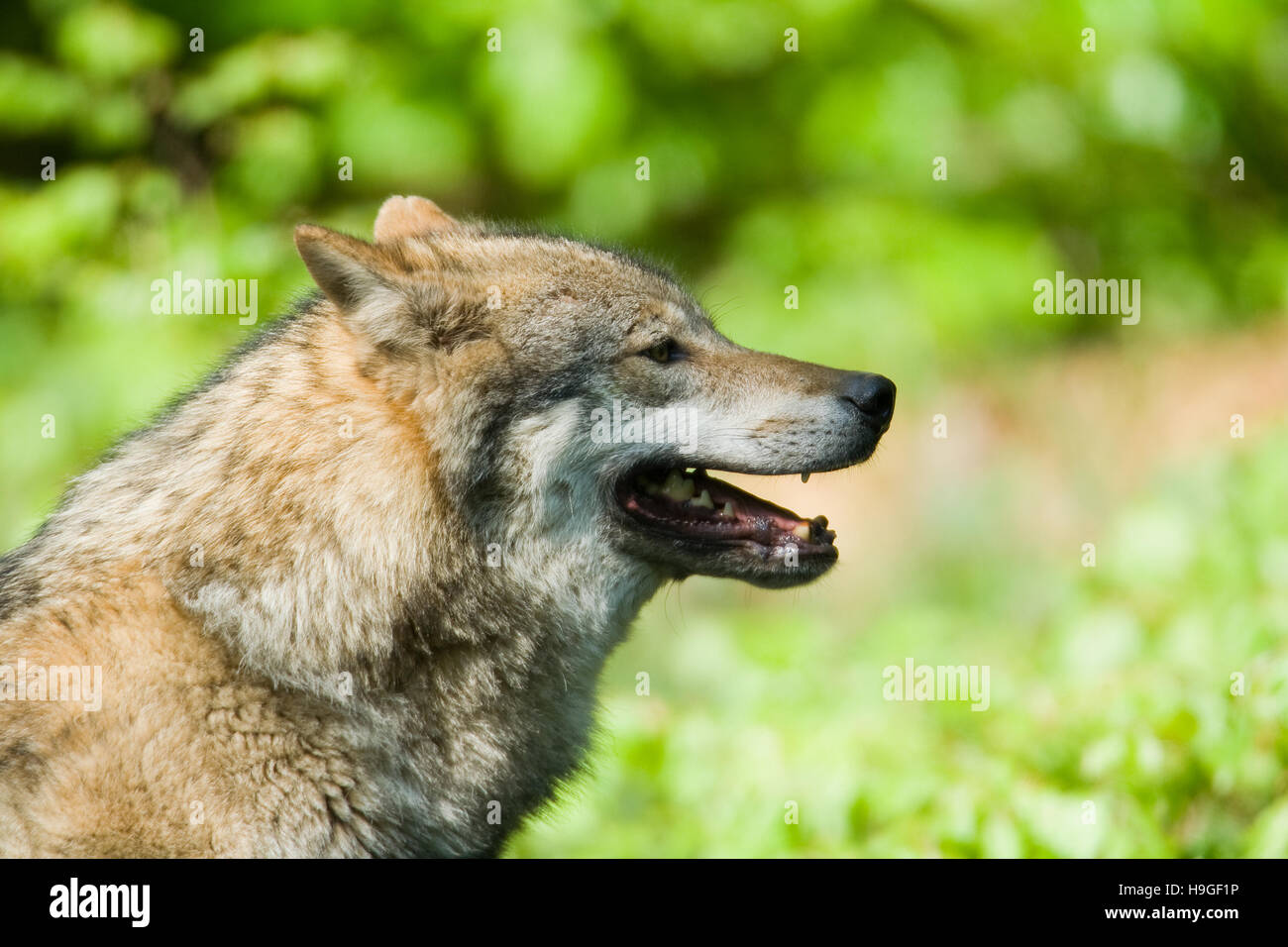 Loup dans les bois Banque de photographies et d’images à haute ...