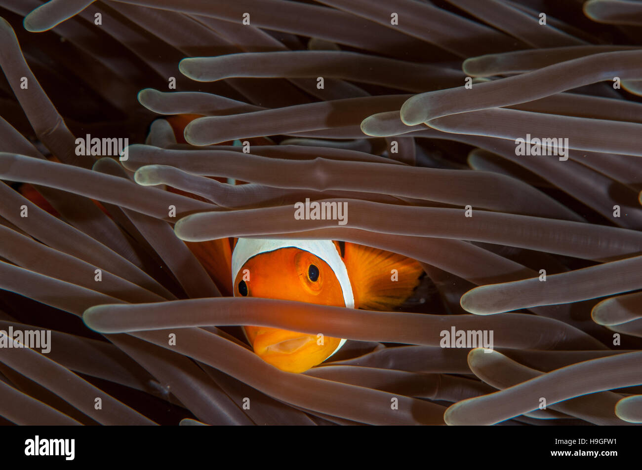 White sea anemone Banque de photographies et d’images à haute résolution - Alamy