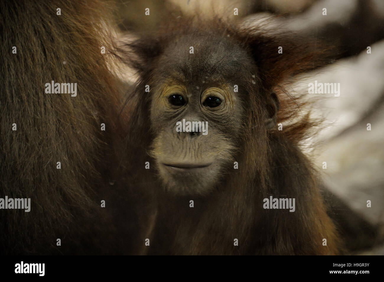 Orangutan face Banque de photographies et d’images à haute résolution ...