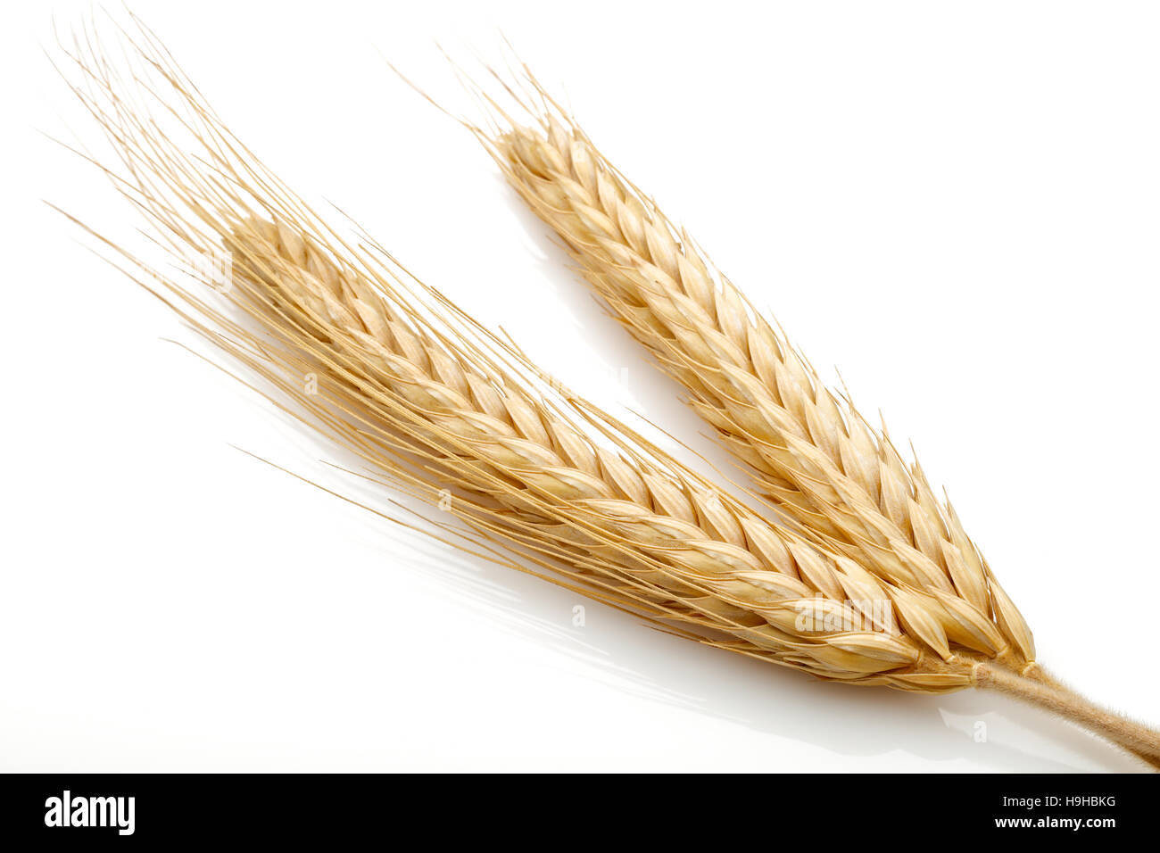 Têtes de semences de mil Banque de photographies et d’images à haute ...