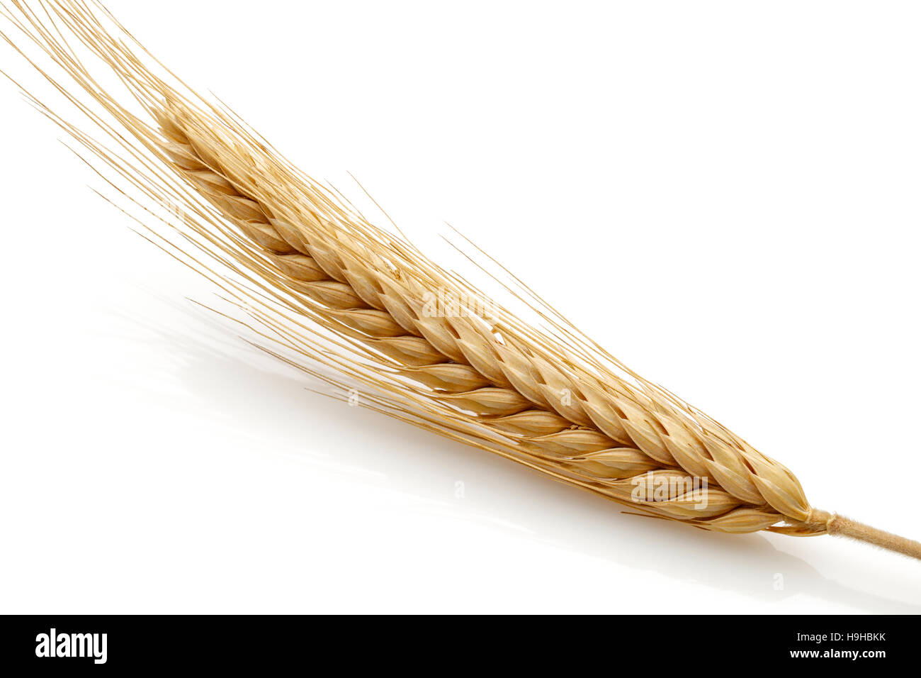 Têtes de semences de mil Banque de photographies et d’images à haute ...