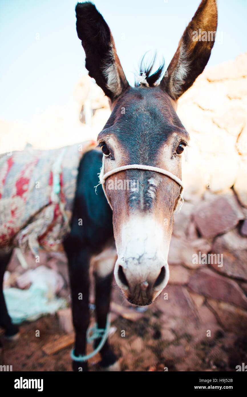 Donkey face Banque de photographies et d’images à haute résolution - Alamy