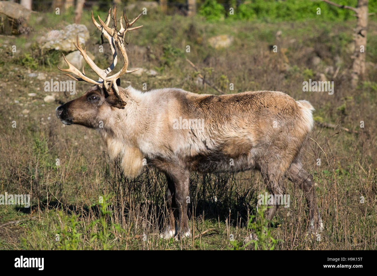 Female woodland caribou Banque de photographies et d’images à haute ...