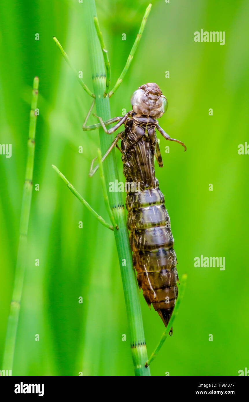Larve unique Banque de photographies et d’images à haute résolution - Alamy