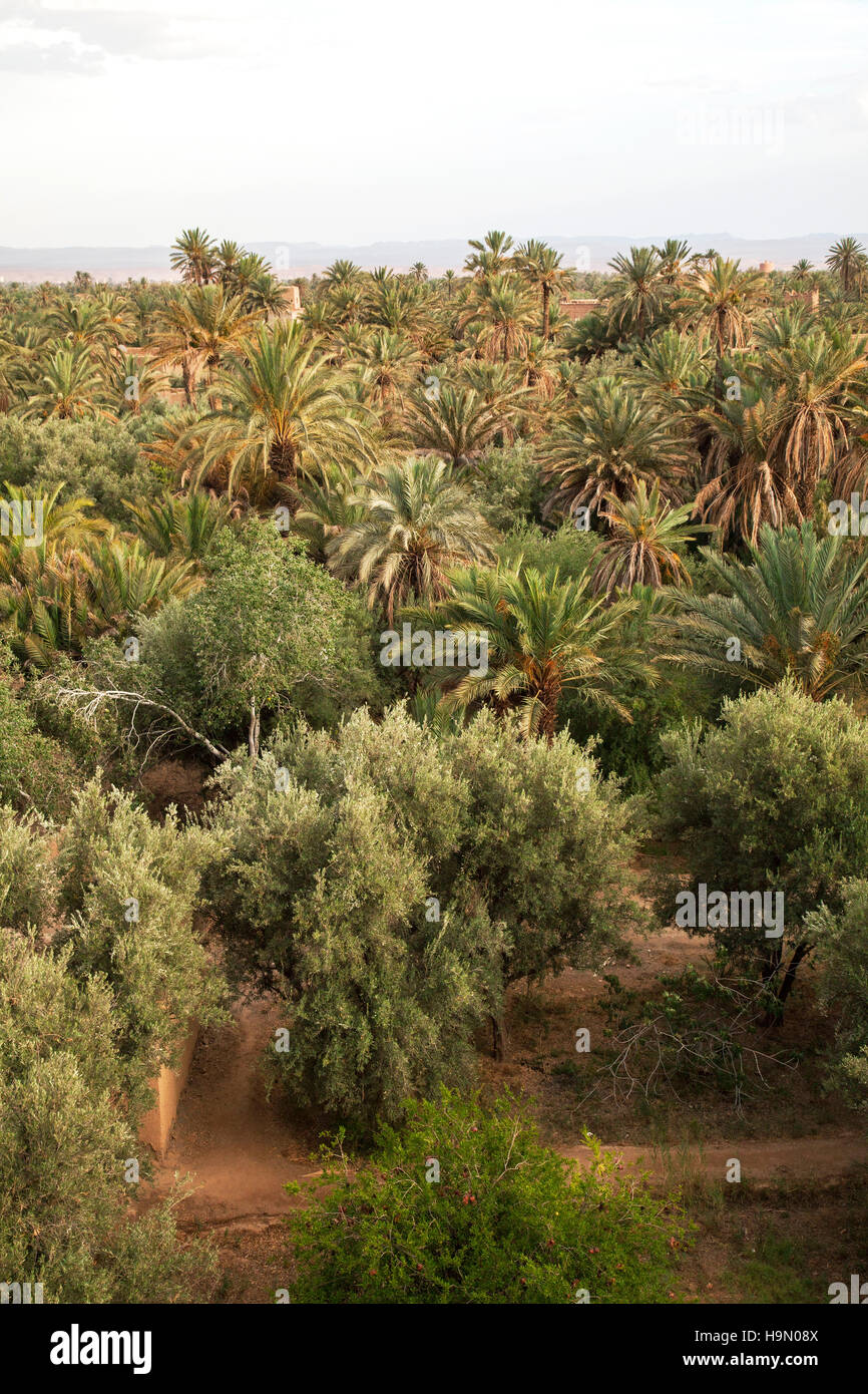 Skoura oasis Banque de photographies et d’images à haute résolution - Alamy