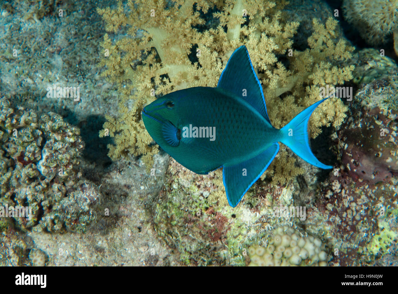 Redtooth Triggerfish, Odonus niger, Balestidae, Mer Rouge, Charm el ...