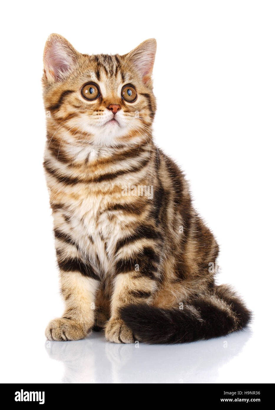 Chaton tabby scottish fold Banque de photographies et d’images à haute ...