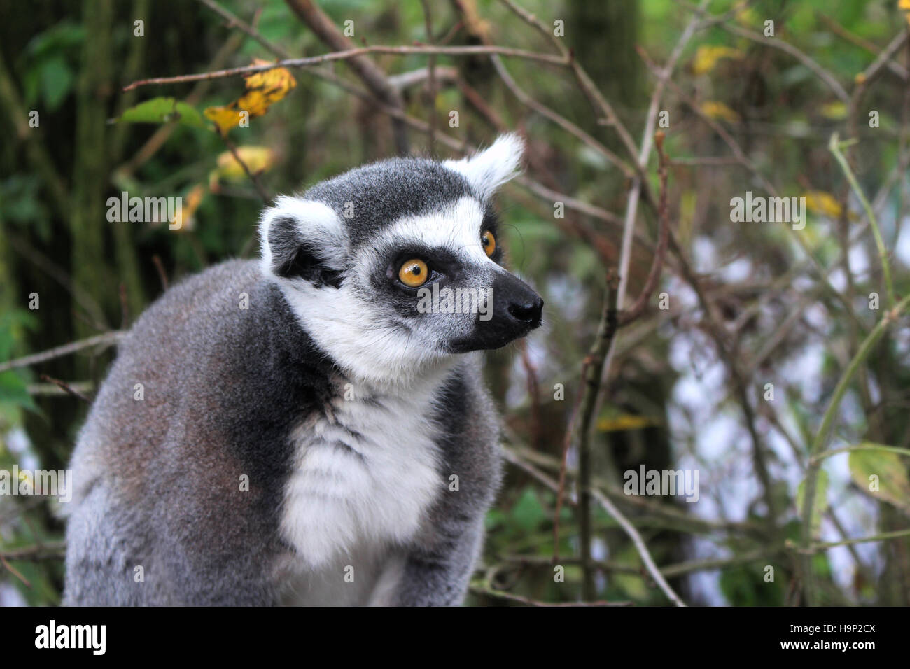 Maki Singe Banque d'image et photos - Alamy