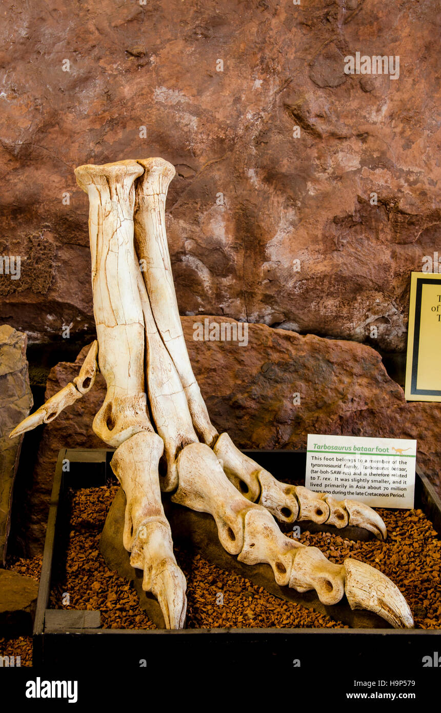 Tarbosaurus bataar pied à Dinosaur Discovery, Johnson Farm, Saint ...