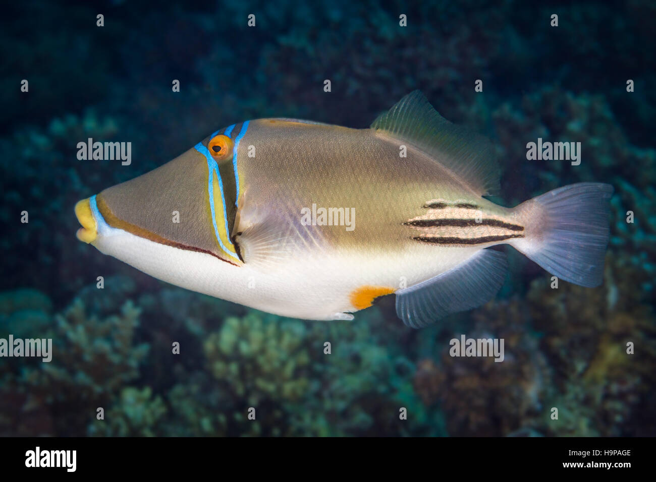 Picasso poissons Banque de photographies et d’images à haute résolution ...