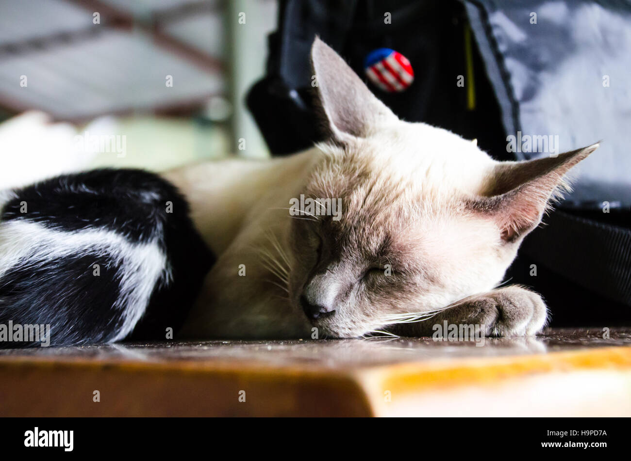 Chat sur table Banque de photographies et d’images à haute résolution ...