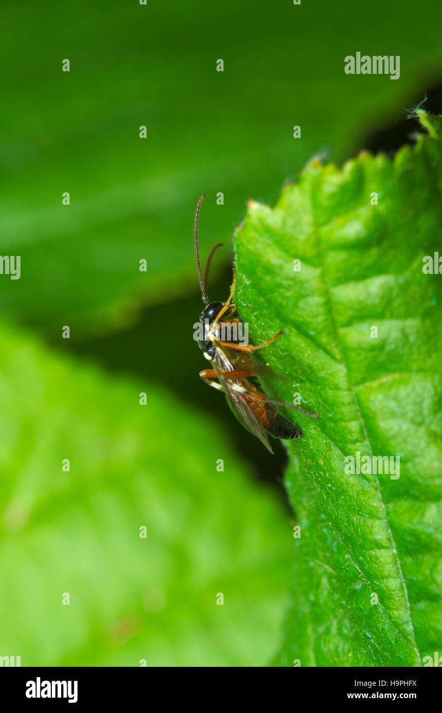 Insecte solitaire Banque de photographies et d’images à haute ...