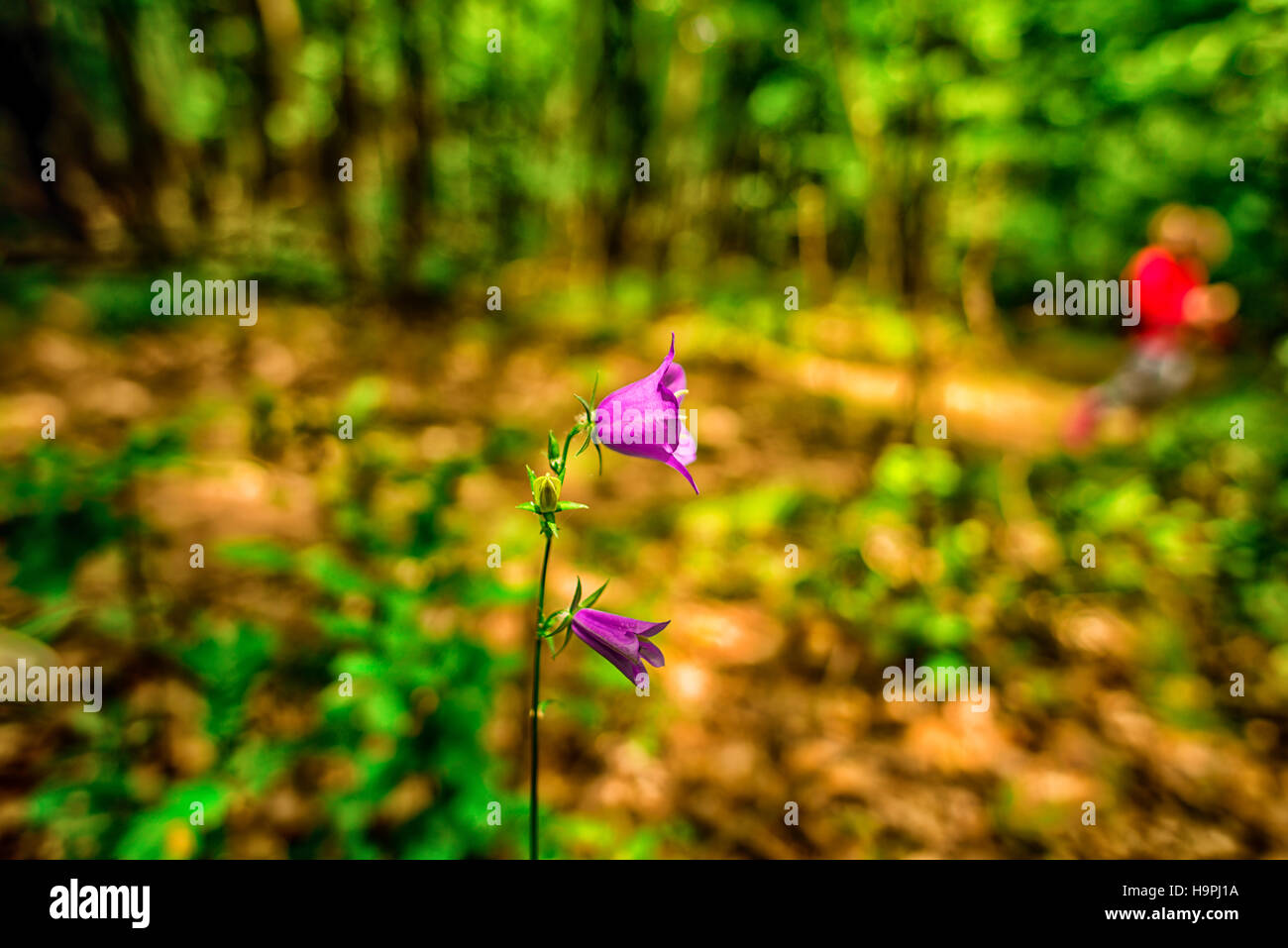 Fleurs foret Banque de photographies et d’images à haute résolution - Alamy