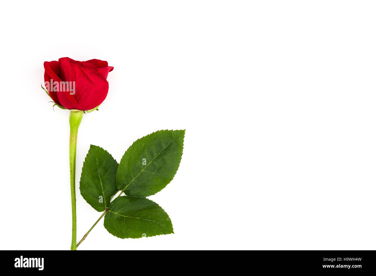 Pétales de roses rouges et isolé sur fond blanc Photo Stock - Alamy