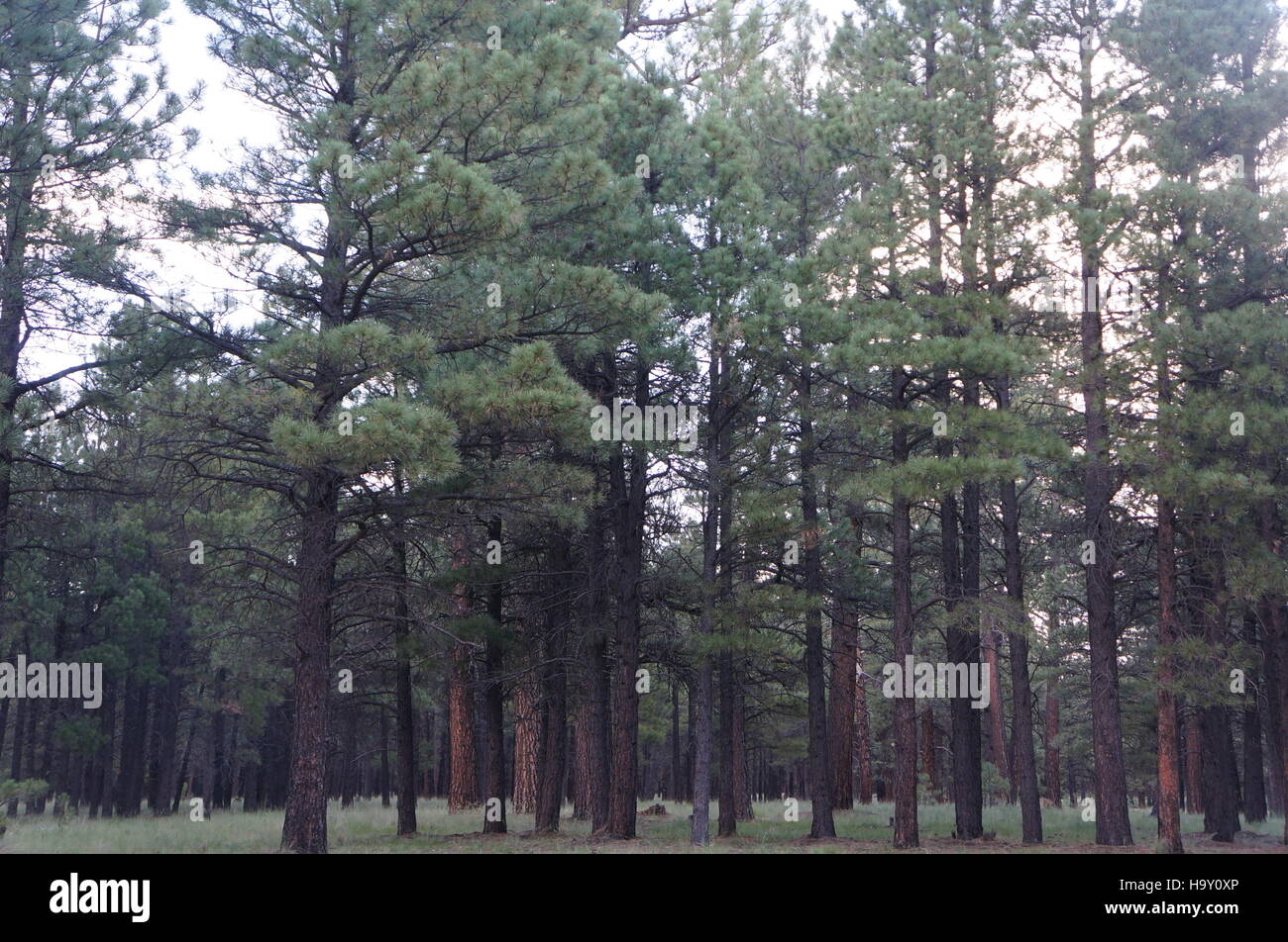 Arbres pin Banque de photographies et d’images à haute résolution - Alamy