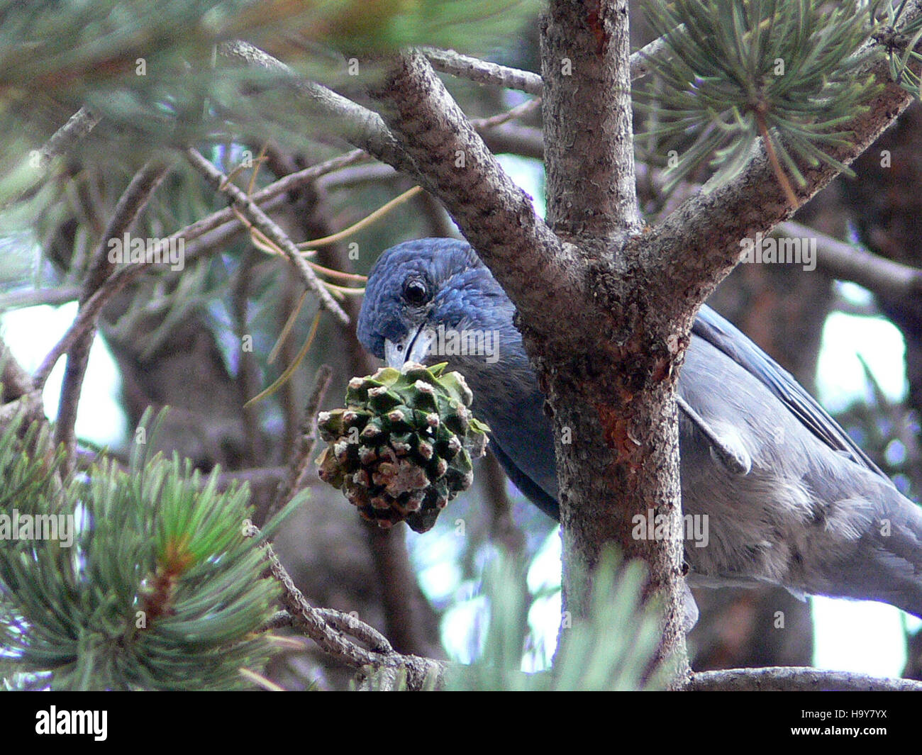 Pinyon jay Banque de photographies et d’images à haute résolution - Alamy