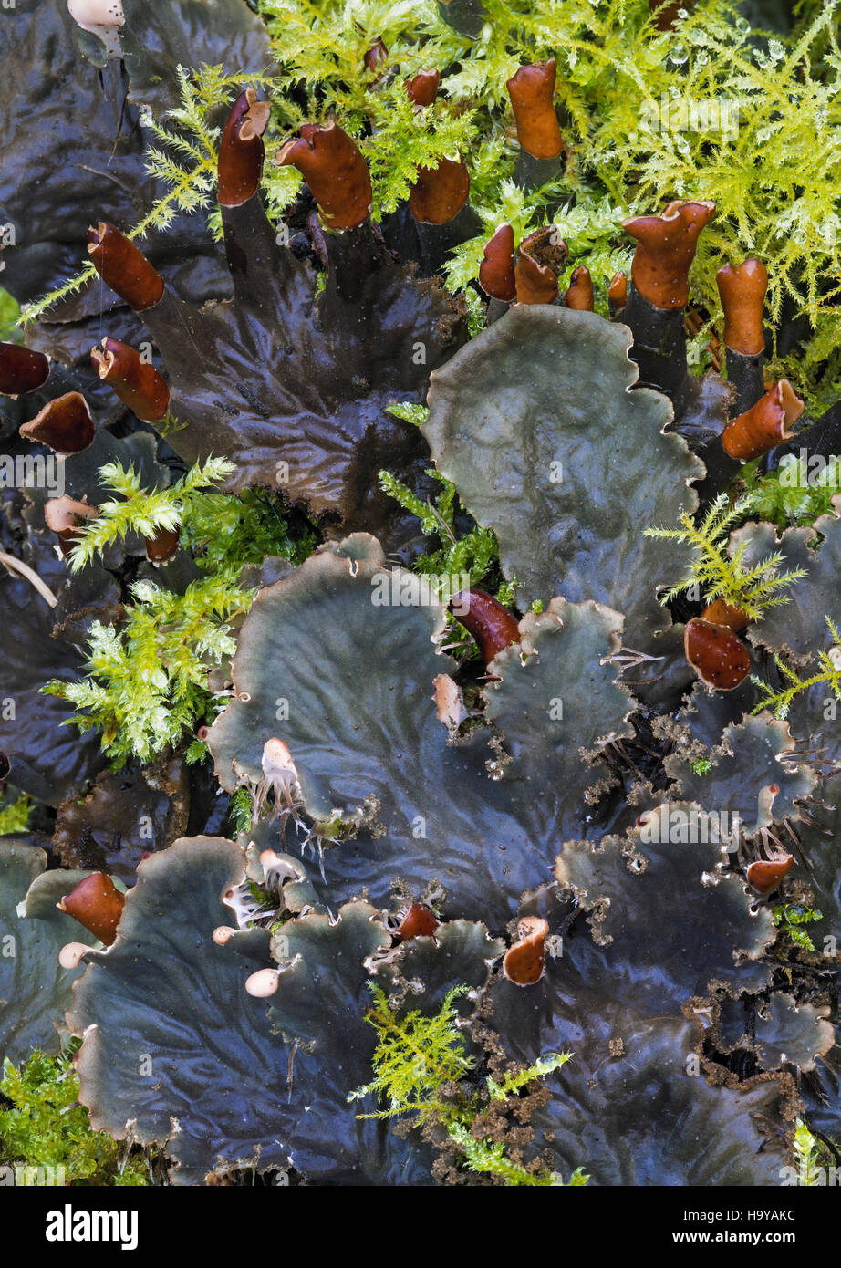 Dog lichen peltigera canina Banque de photographies et d’images à haute ...