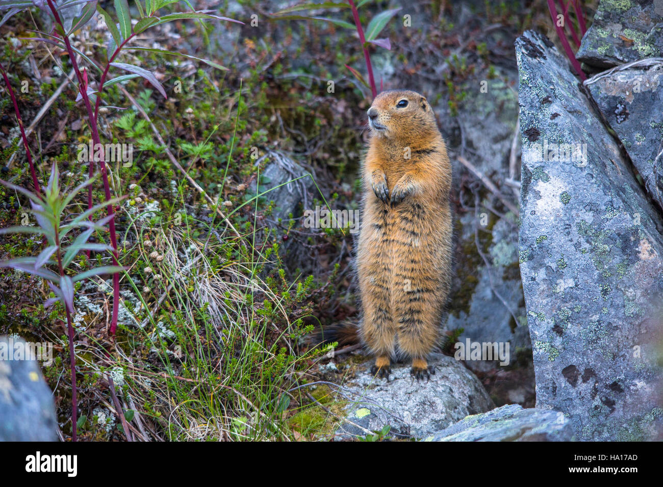 L'écureuil terrestre arctique (Spermophilus parryii) est originaire de ...