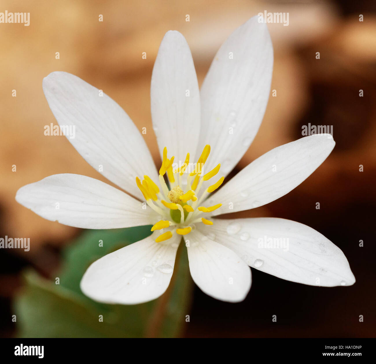 La budroote (Sanguinaria canadensis) est une plante vivace indigène que ...