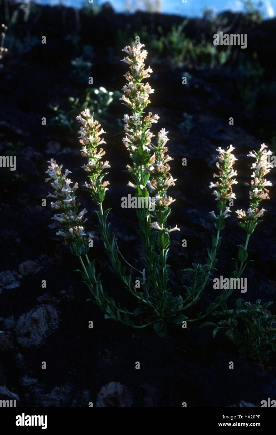 Scabland Penstemon, une espèce florale rare, fleurit dans le paysage ...