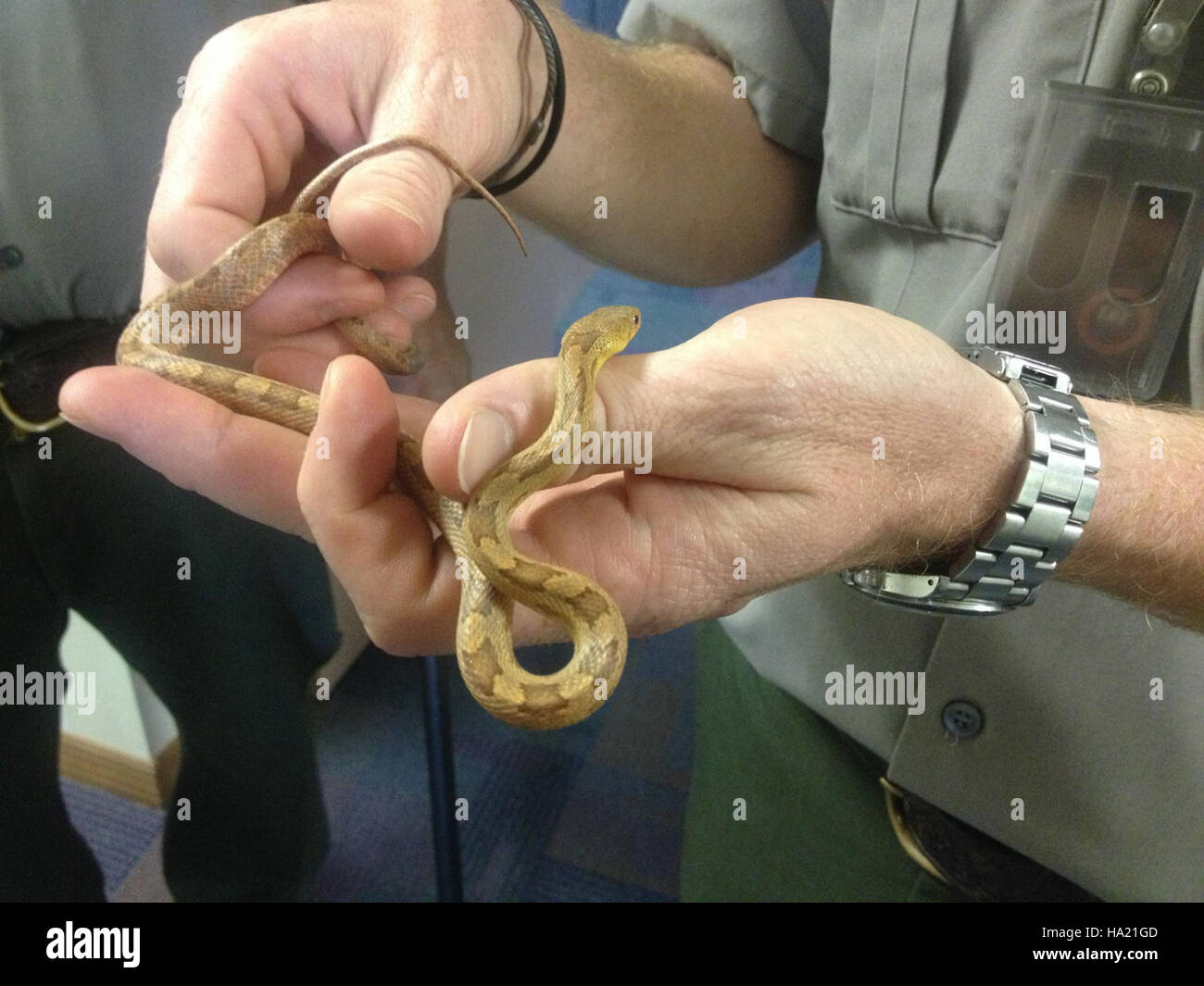 Espèce venimeuse Banque de photographies et d’images à haute résolution ...