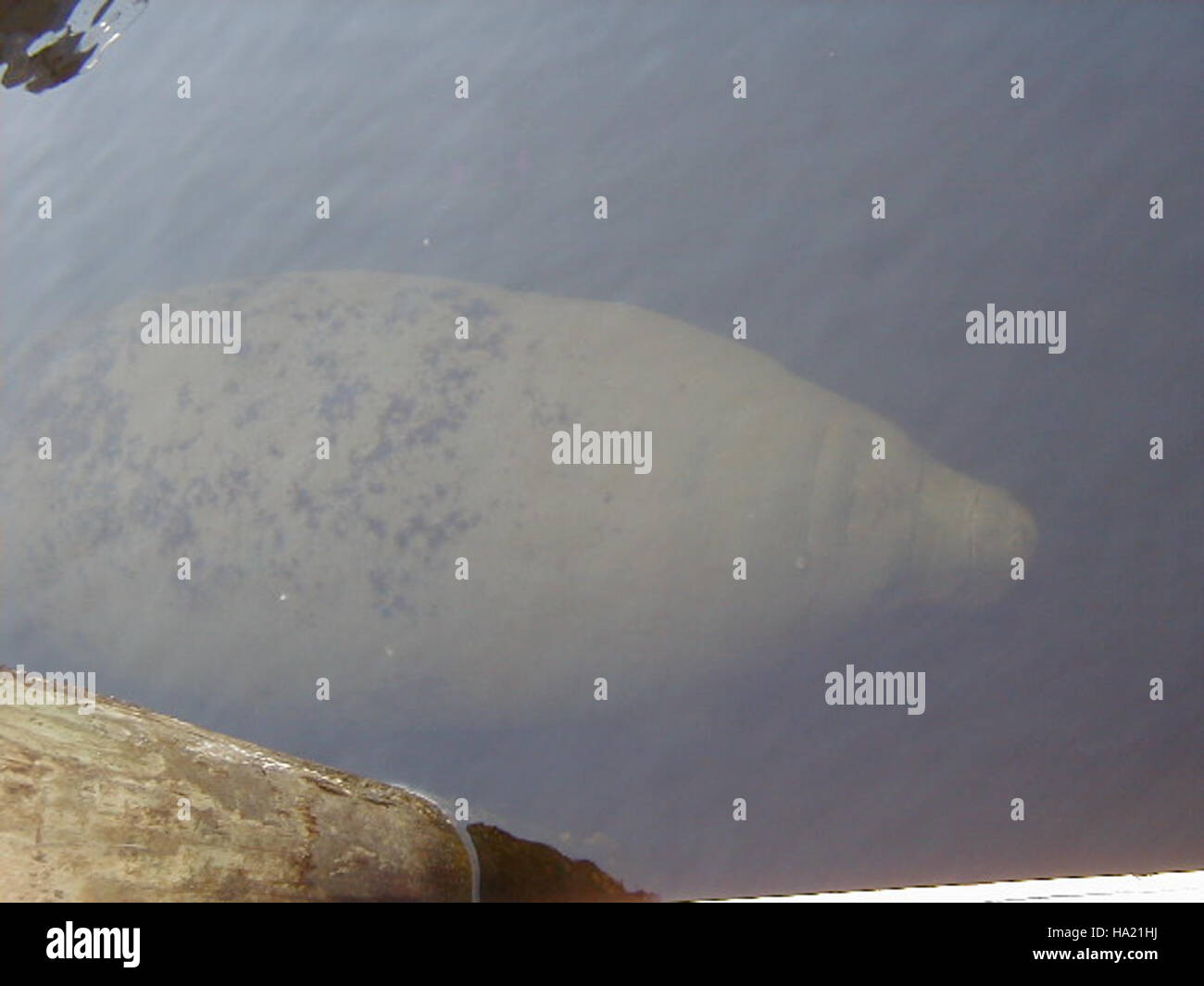 Cette photo du parc national des Everglades capture un veau de ...