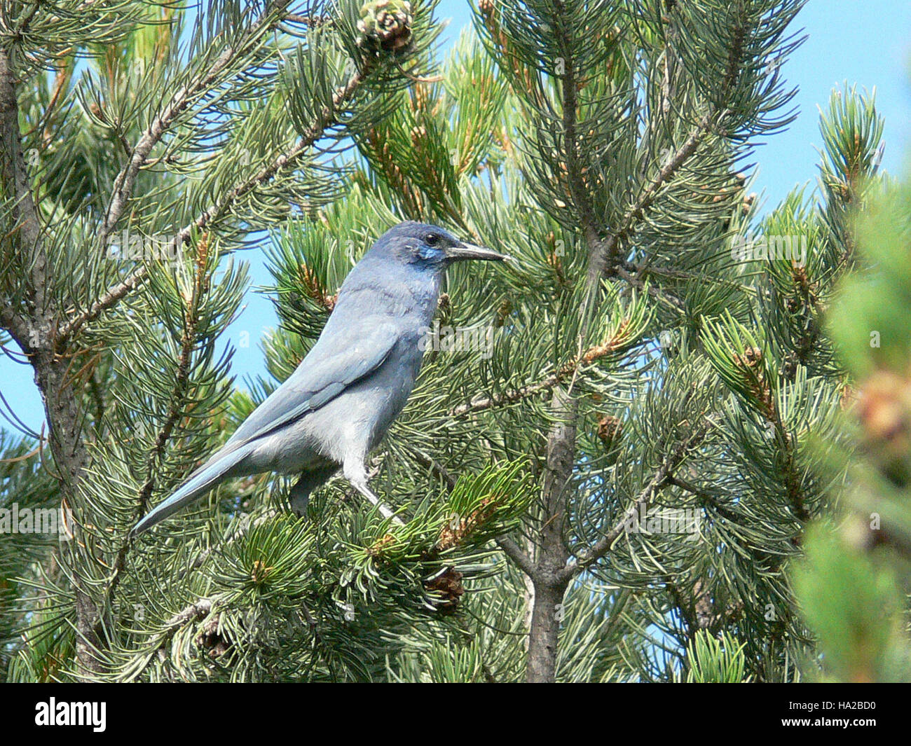 Pinyon jay Banque de photographies et d’images à haute résolution - Alamy