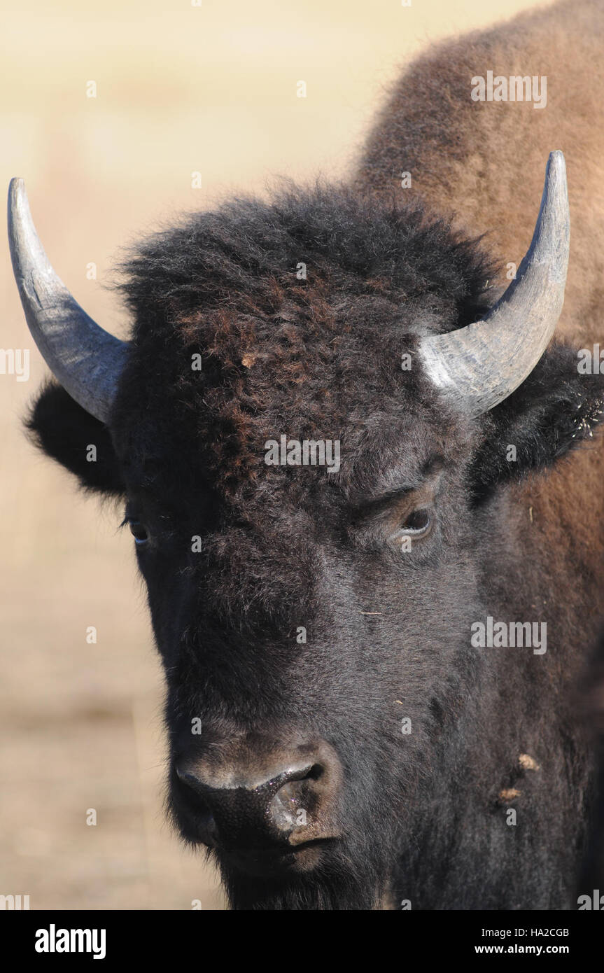 Le bison dans le parc national des Badlands représente une espèce clé ...