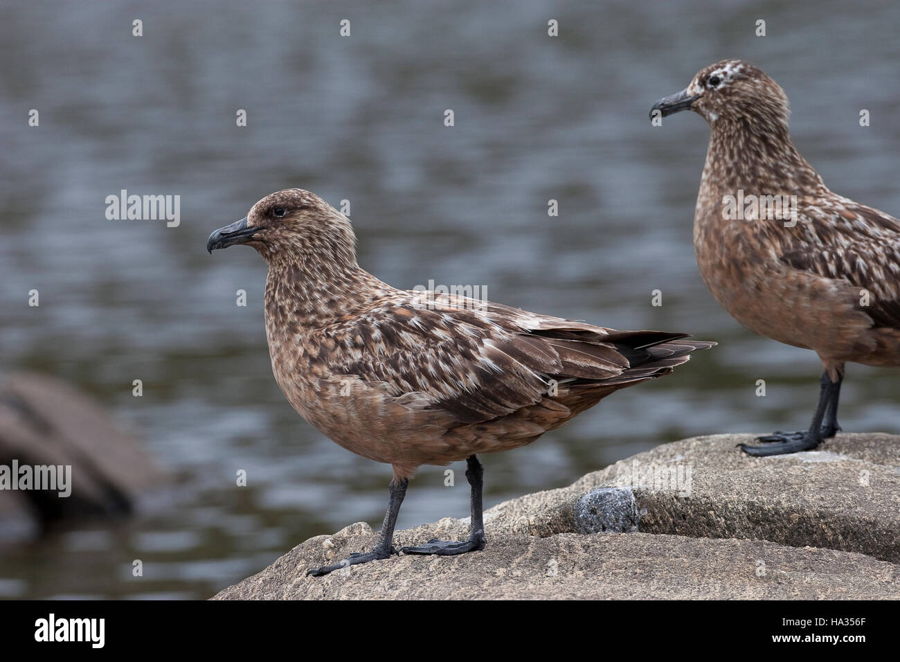 Grand skua Banque de photographies et d’images à haute résolution - Alamy