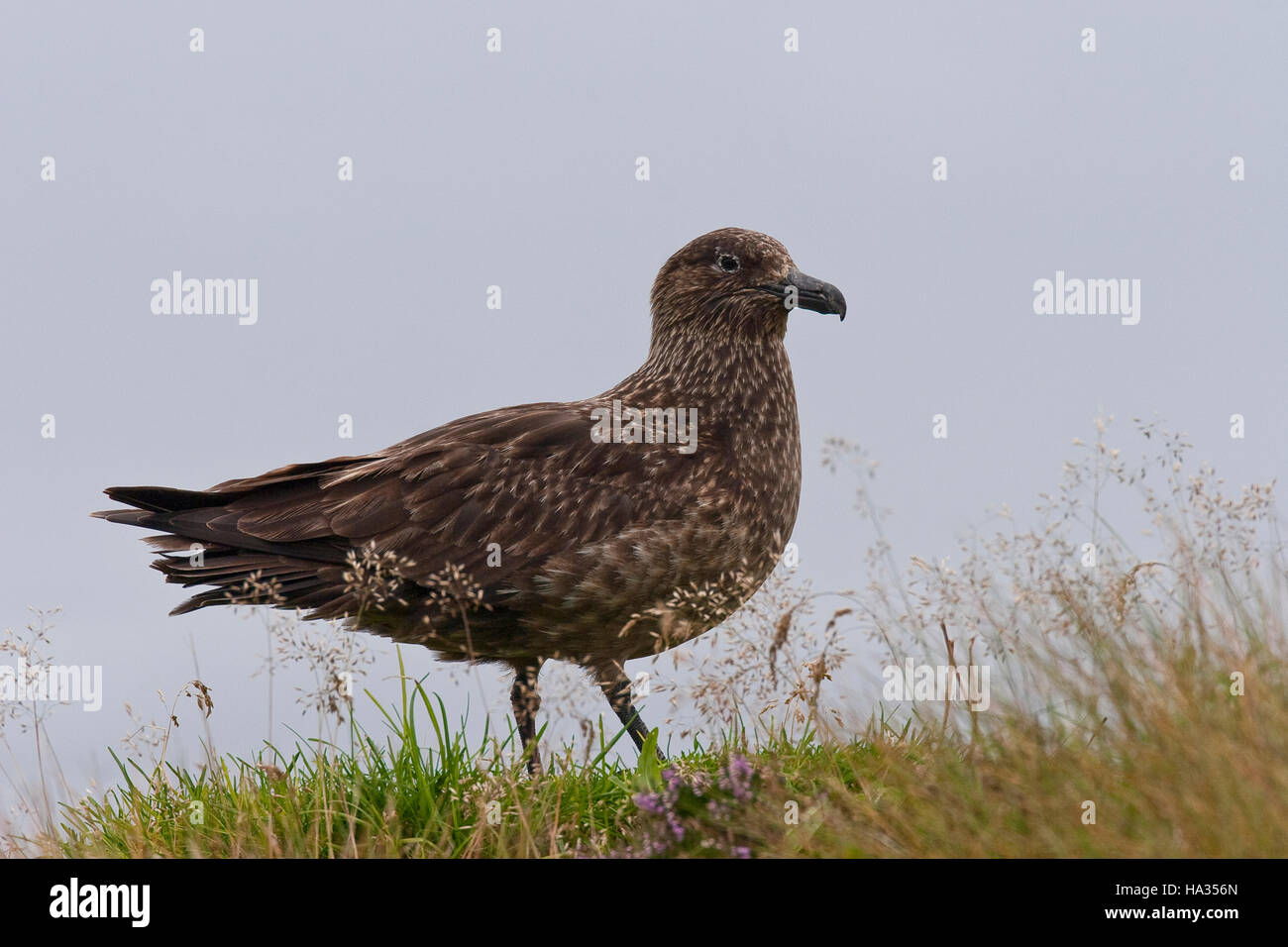Grand skua Banque de photographies et d’images à haute résolution - Alamy