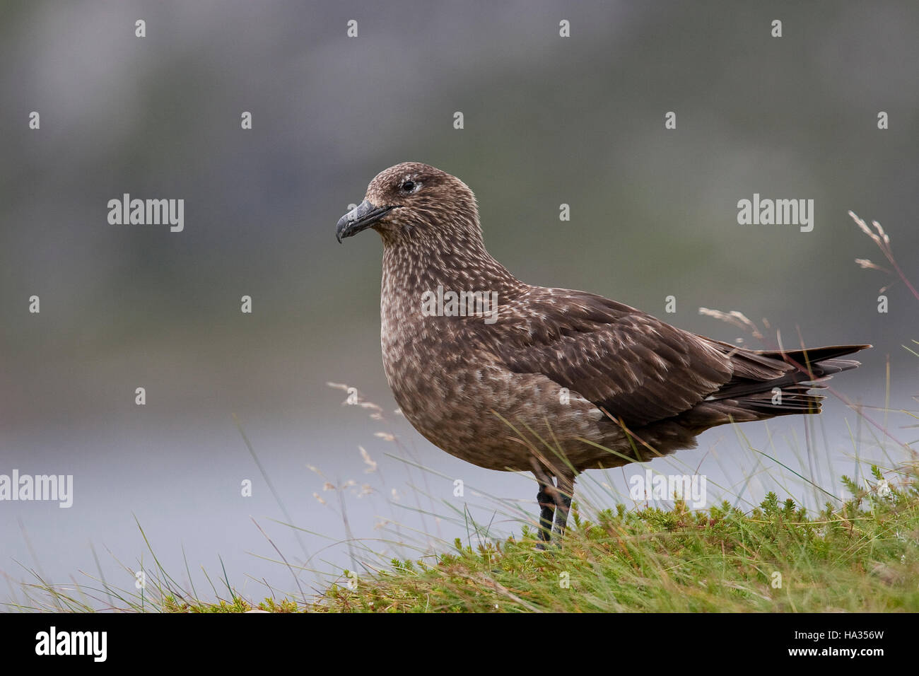 Grand skua Banque de photographies et d’images à haute résolution - Alamy