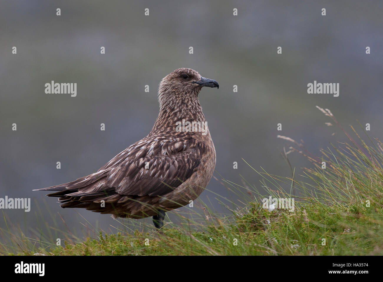 Grand skua Banque de photographies et d’images à haute résolution - Alamy