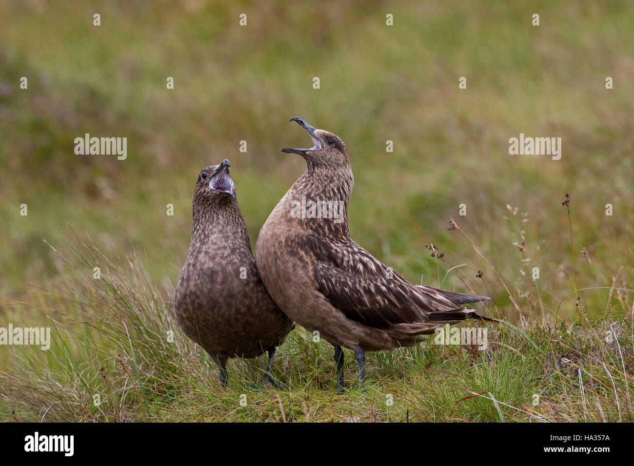 Grand skua Banque de photographies et d’images à haute résolution - Alamy