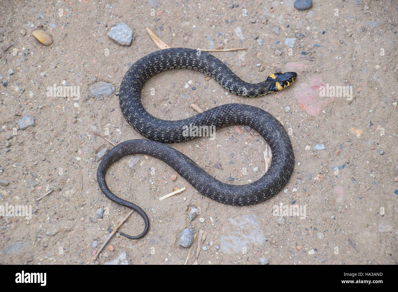 Couleuvre, rampant sur le sol. Serpent non venimeux. Effrayés par la ...