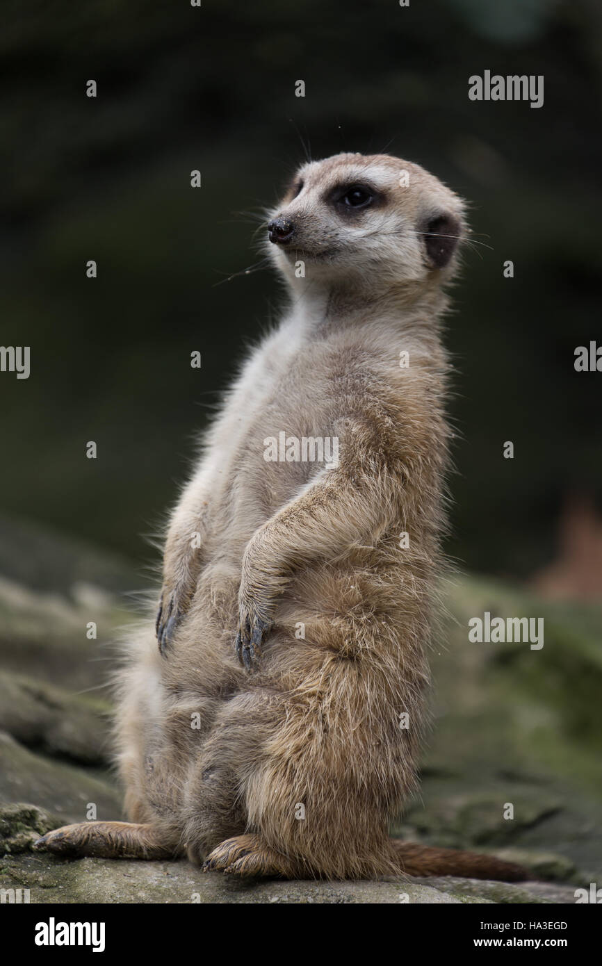 Rongeur tropical Banque de photographies et d’images à haute résolution ...