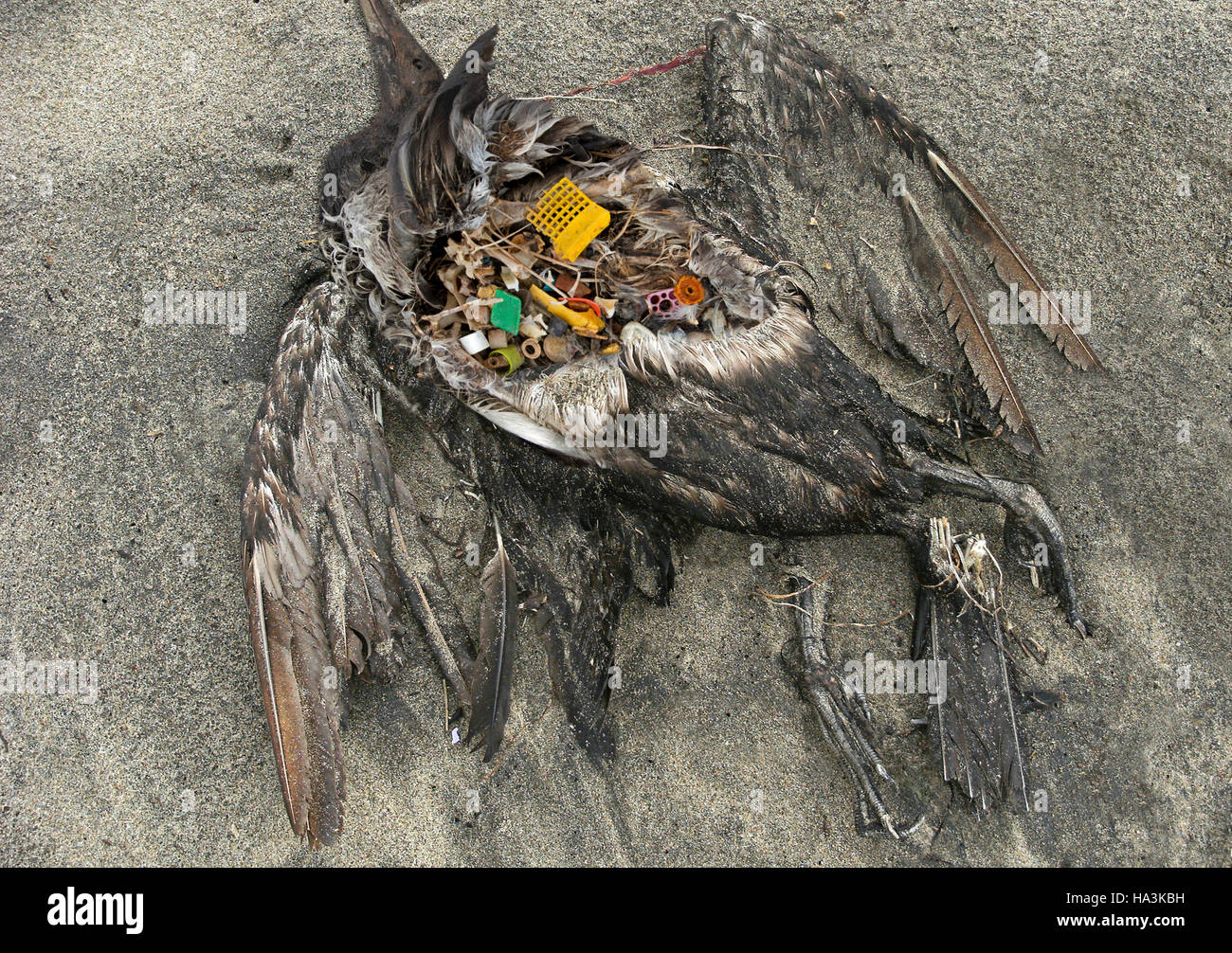 Plastique Des Oiseaux De Mer Banque d'image et photos - Alamy