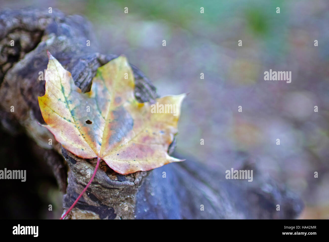 érable d'automne Banque de photographies et d’images à haute résolution ...