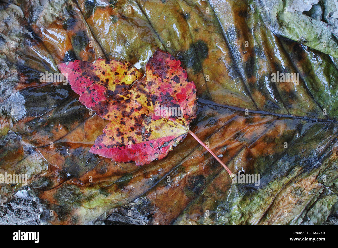 érable d'automne Banque de photographies et d’images à haute résolution ...