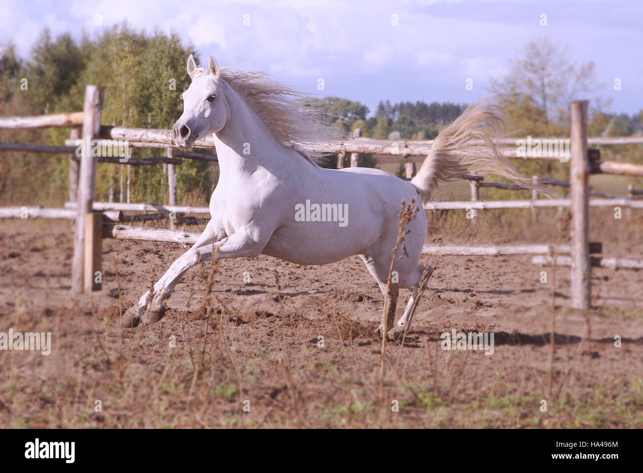 Le magnifique cheval arabe, arabe, magnifique cheval arabe blanc ...