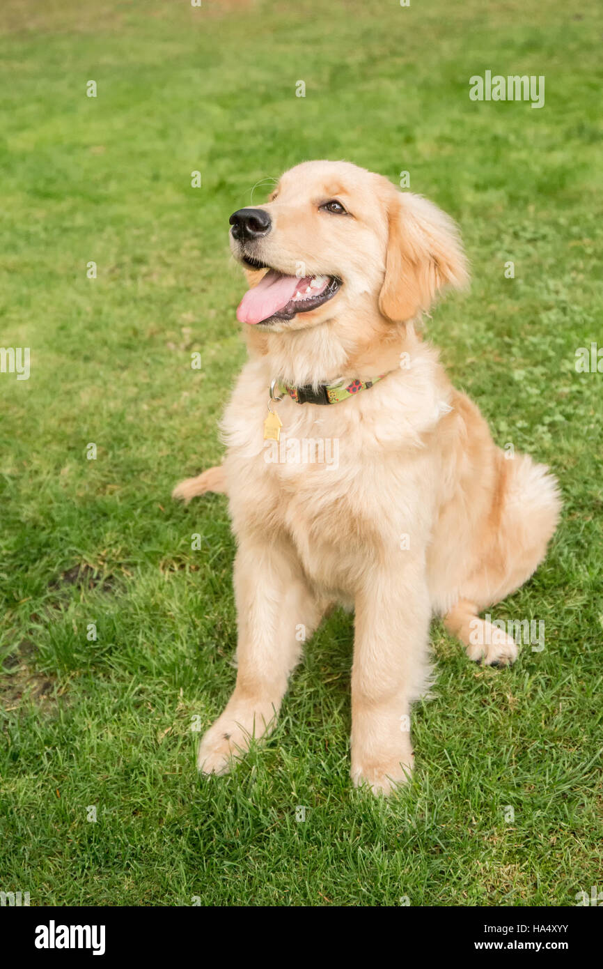Golden Retriever 4 Mois