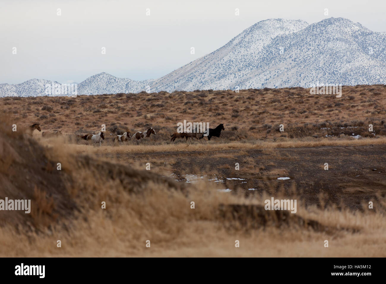 Une photo du Bureau of Land Management du Nevada, capturant les divers ...